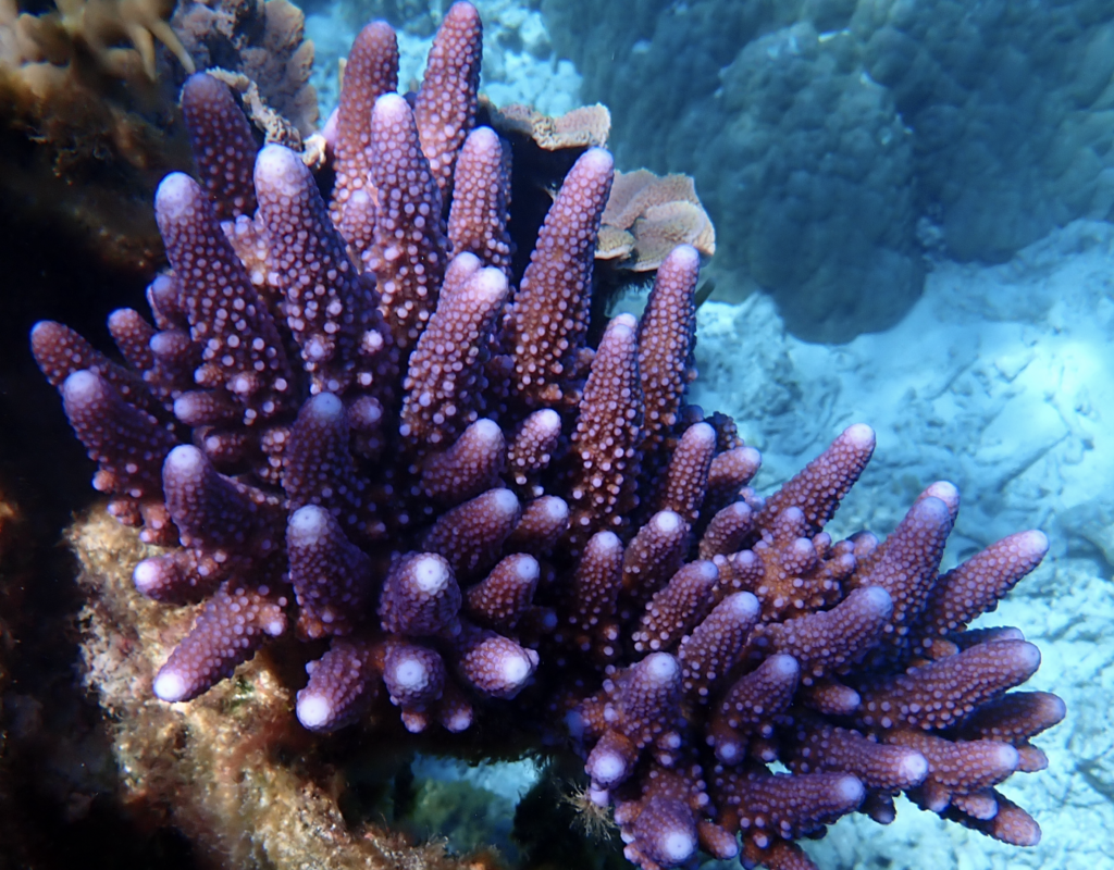Finger Coral in October 2023 by Adam Smith. Participating in a 2 week ...