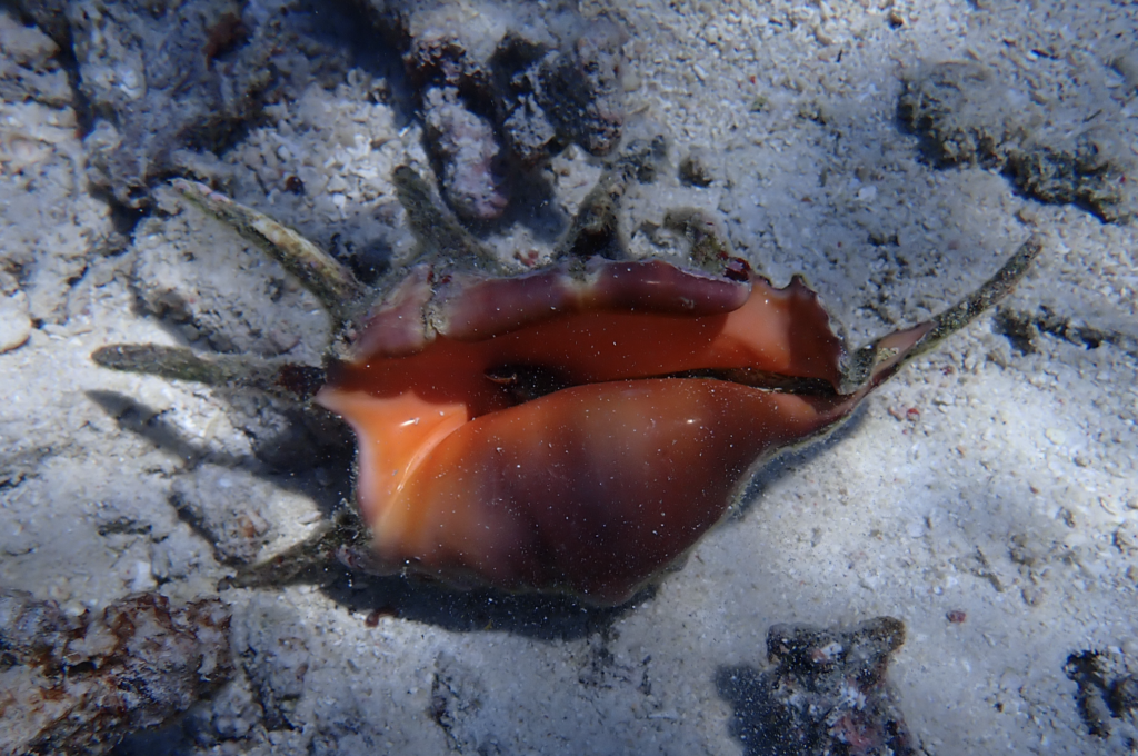 Common Spider Conch from Cassowary Coast, QLD, Australia on October 31 ...