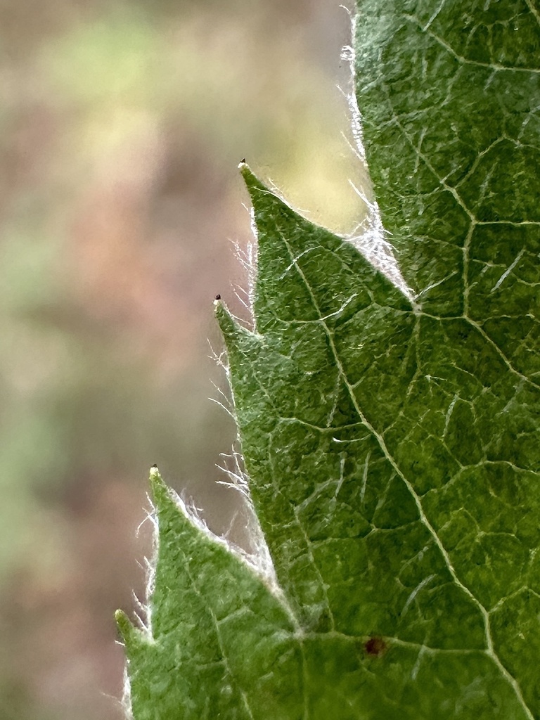Service-tree (Cormus domestica) - Botanical Realm