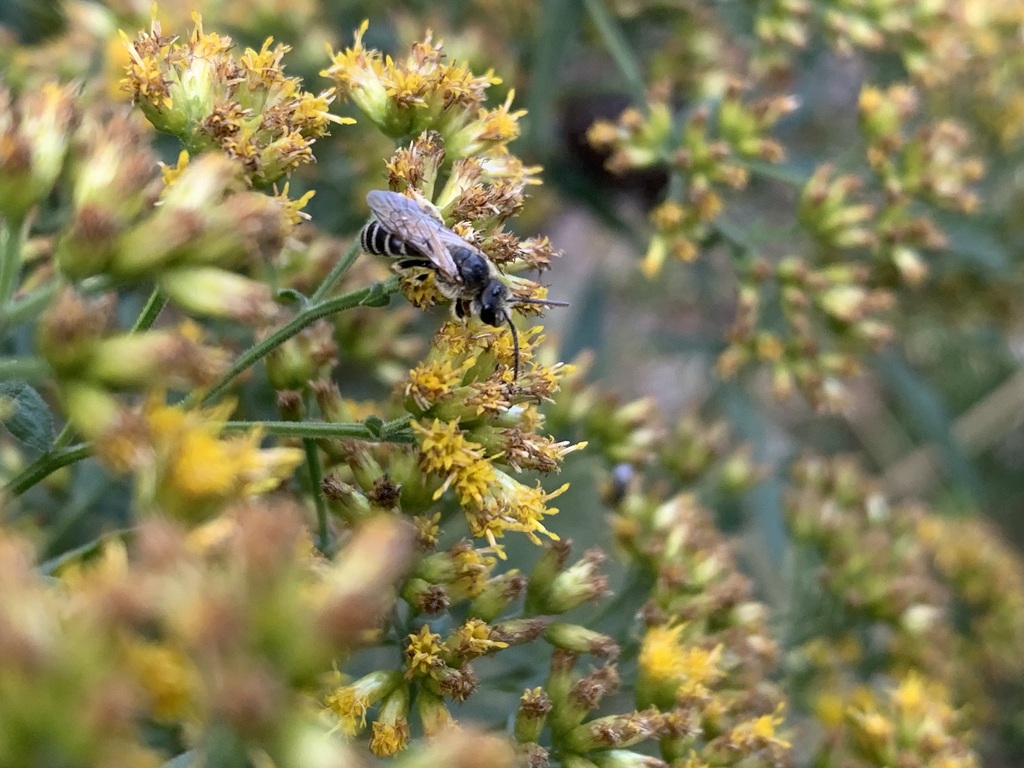 Furrow Bees from Aspen Hill, MD, USA on September 27, 2023 at 05:03 PM ...