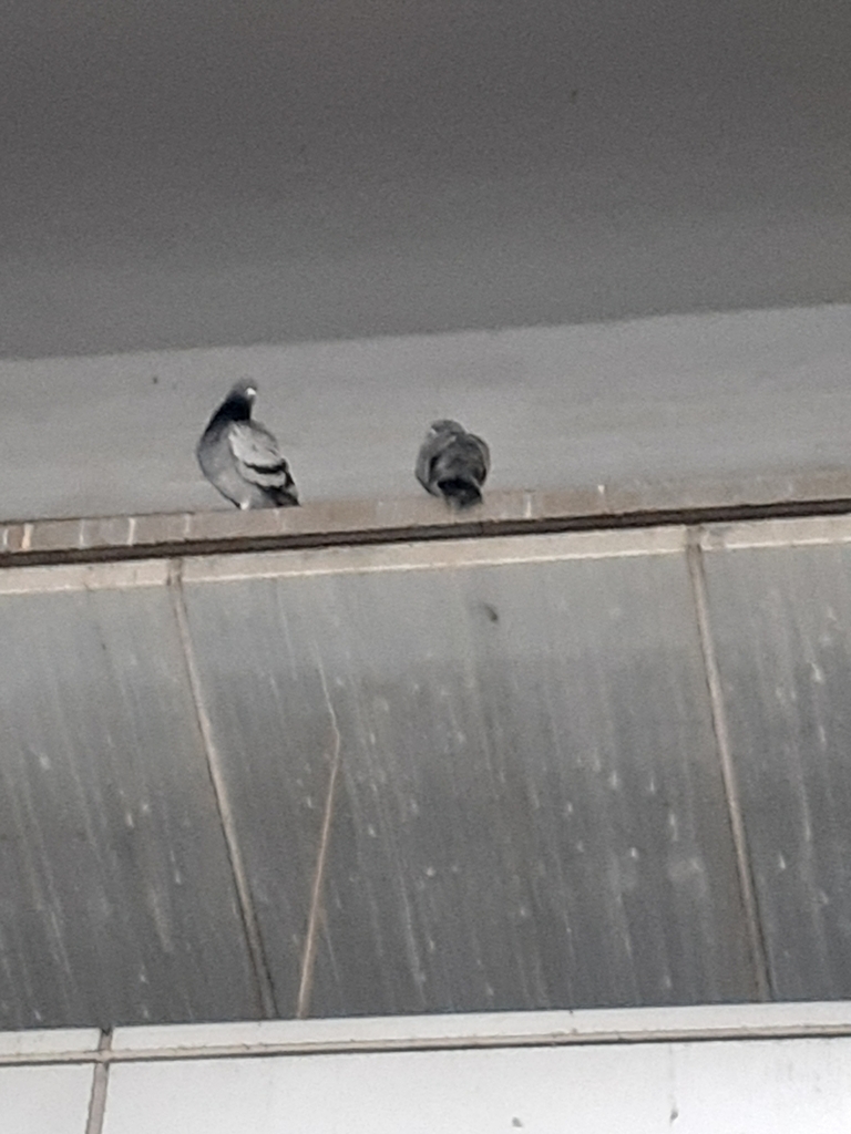 Feral Pigeon from 213-0011, Japan on October 31, 2023 at 03:12 PM by ...