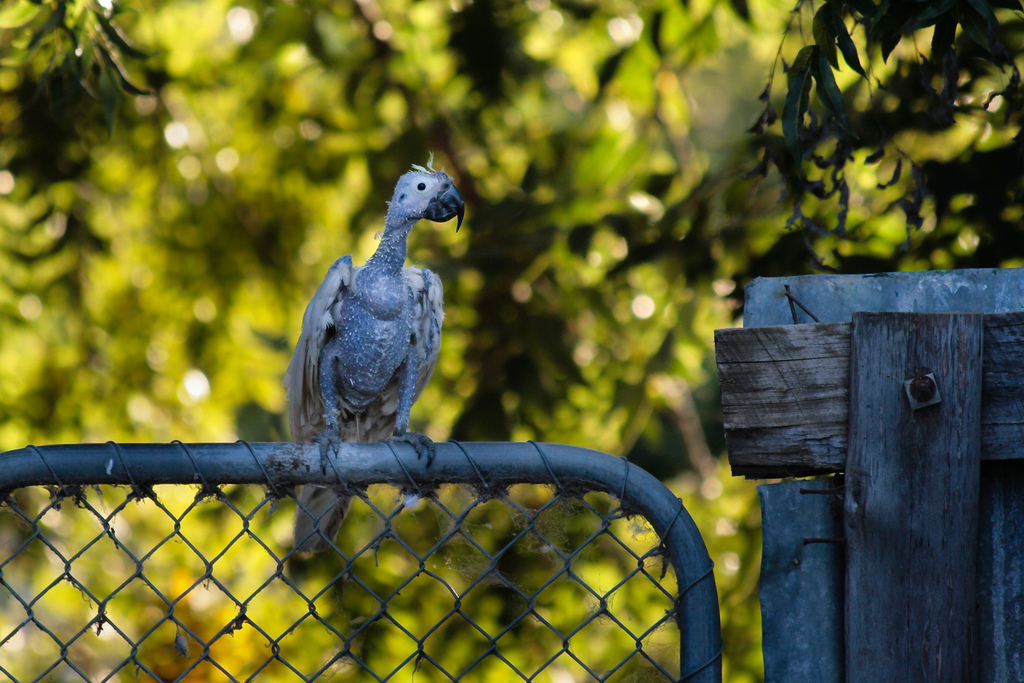 Sulphur-crested Cockatoo from Pallamallawa NSW 2399, Australia on May 7 ...