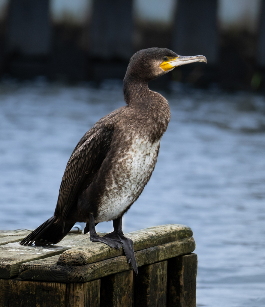 Great Cormorant from Hørsholm, DK-HS, DK on October 27, 2023 at 02:46 ...
