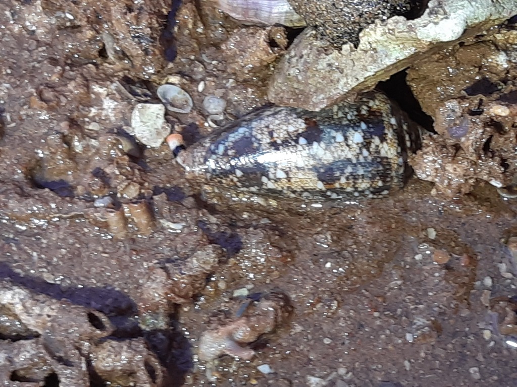 Queen Victoria Cone from Port Hedland, WA, Australia on October 18 ...