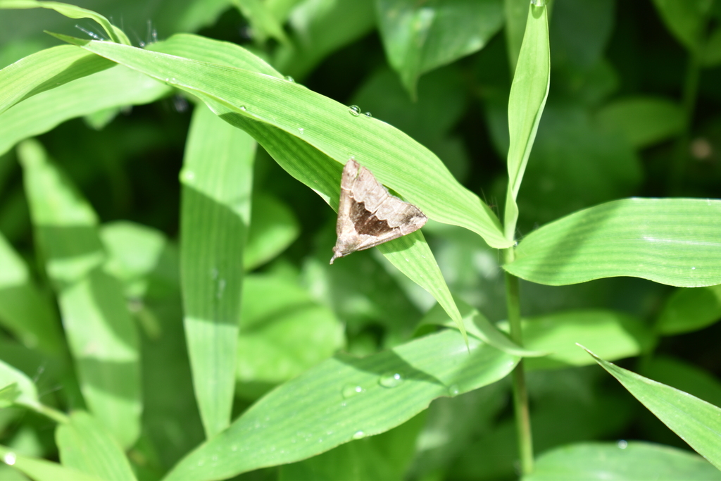Hypenine Snout Moths from Taytay, 1920 Rizal, Philippines on October 10 ...