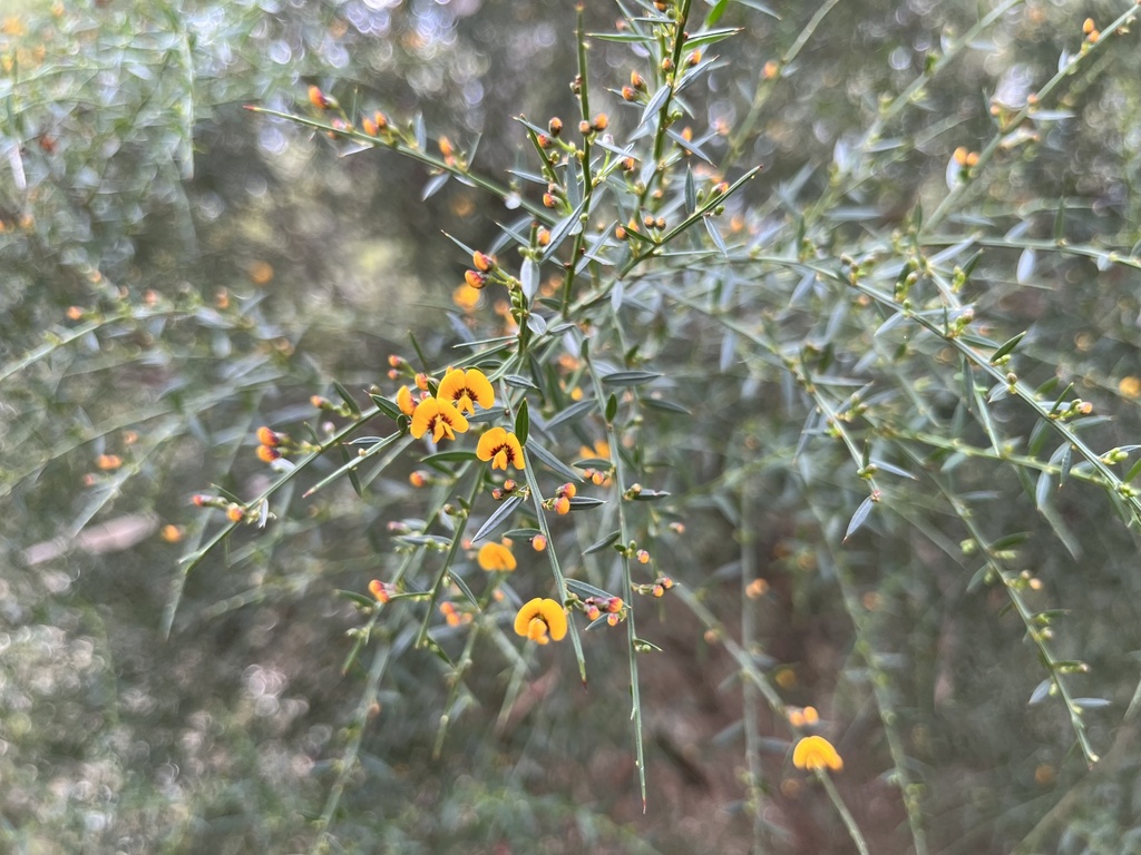 Bitter Peas from Oxenford, QLD, AU on August 7, 2023 at 01:48 PM by ...