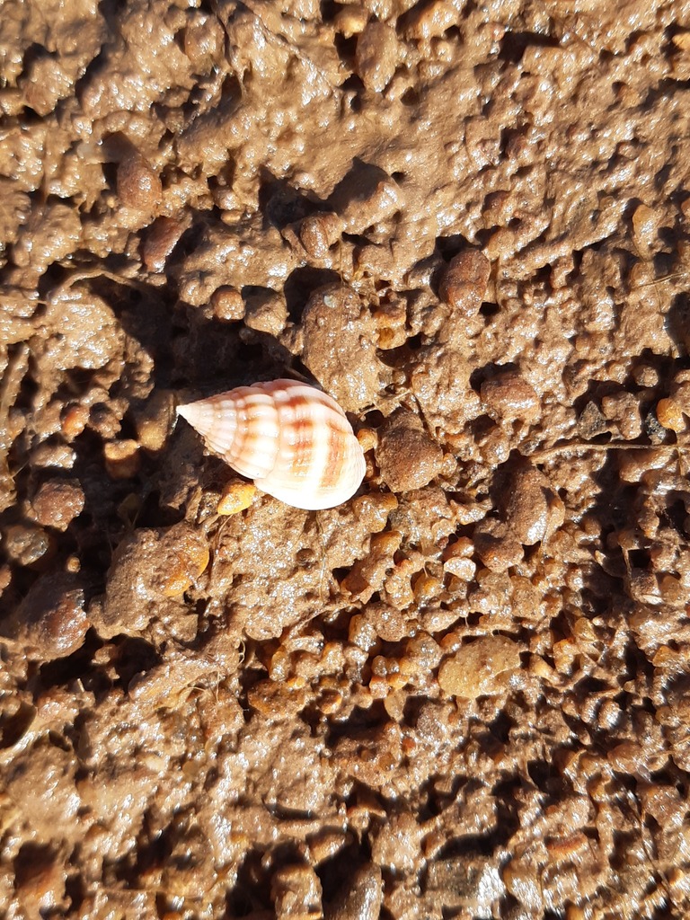 Nassarius clarus from Port Hedland, WA, Australia on October 18, 2023 ...