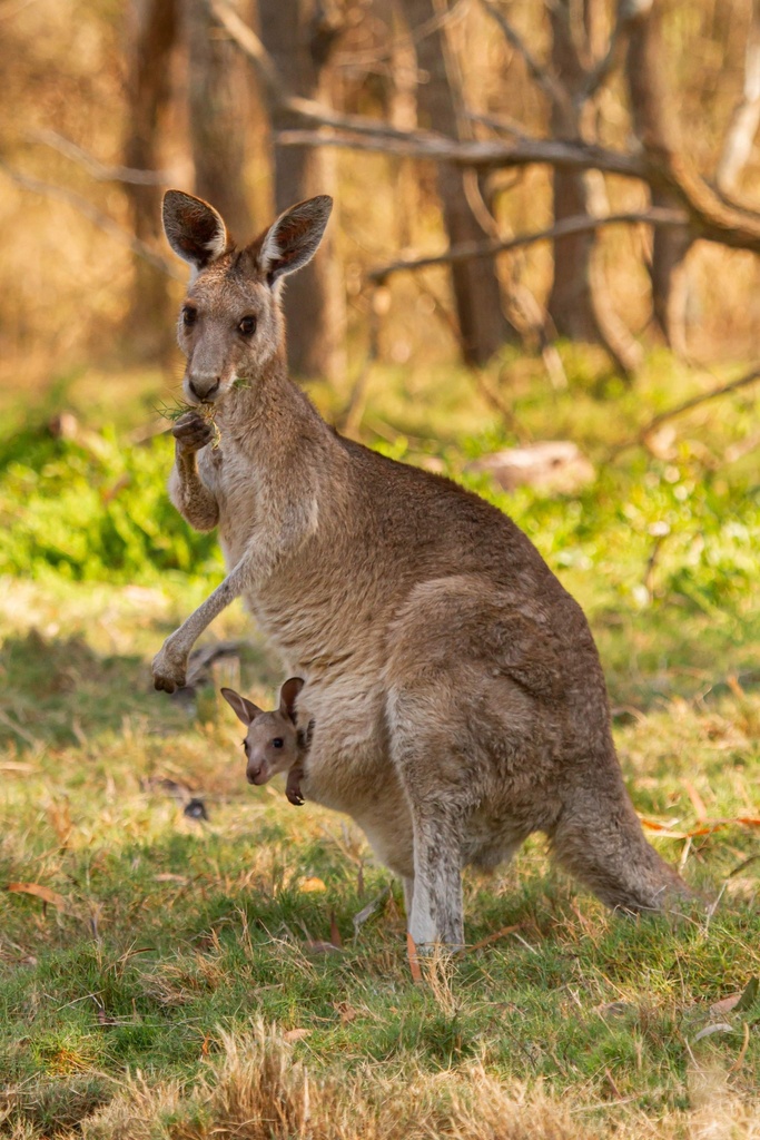 Eastern Grey Kangaroo from Deep Water Bend Reserve, Bald Hills, QLD, AU ...