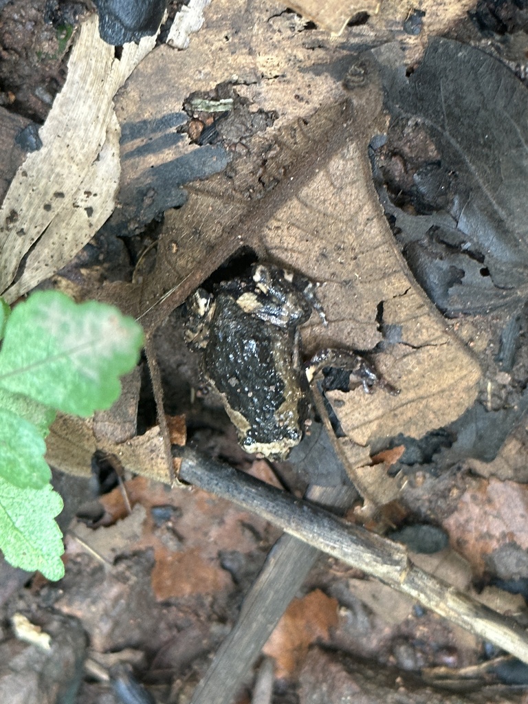 Asian Painted Frog from ชำผักแพว, แก่งคอย, สระบุรี, TH on October 22 ...