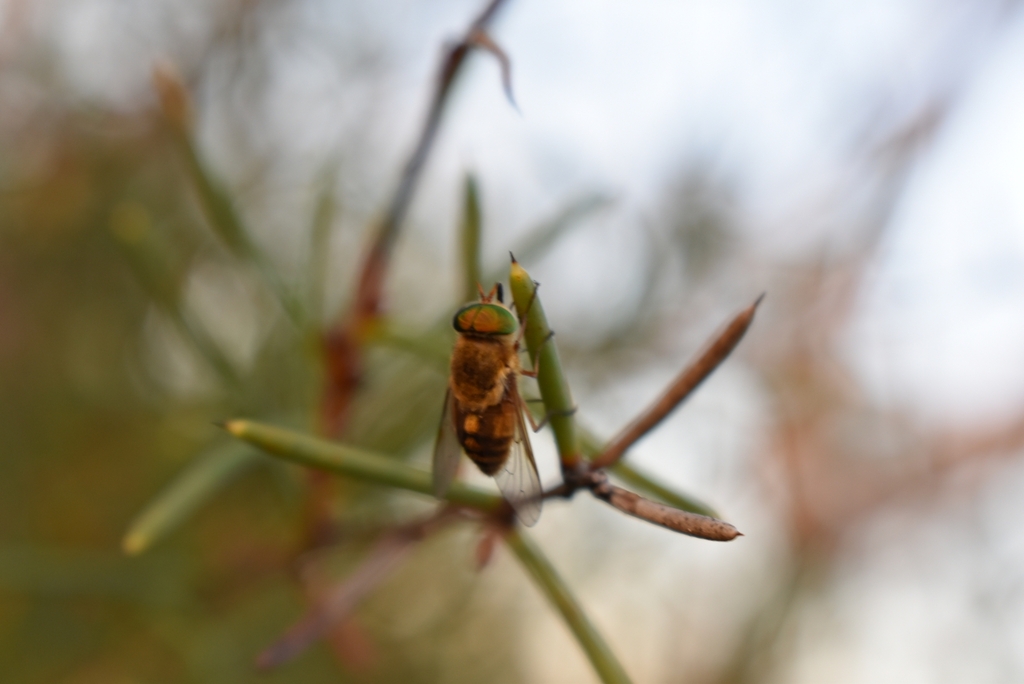 Bush Flies from Kariong NSW 2250, Australia on October 24, 2023 at 06: ...
