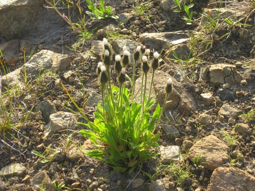 Alpine Hawkweed (Pilosella tristis) · iNaturalist