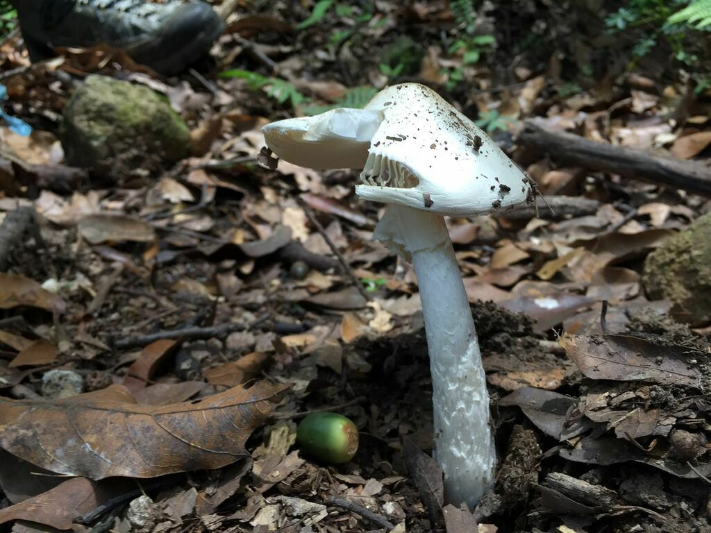 Fool's Mushroom from Villa del Carbón, Méx. on September 22, 2023 at 01 ...