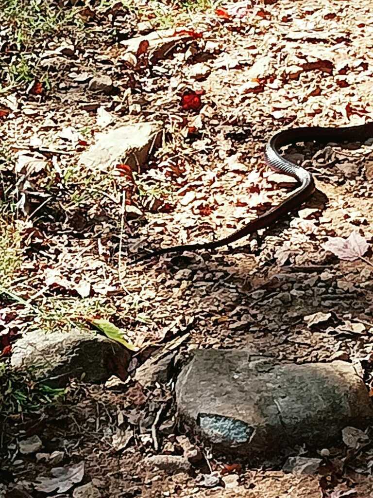 Colubrine Snakes in October 2023 by mecklenburg_nc. ecoEXPLORE Username ...