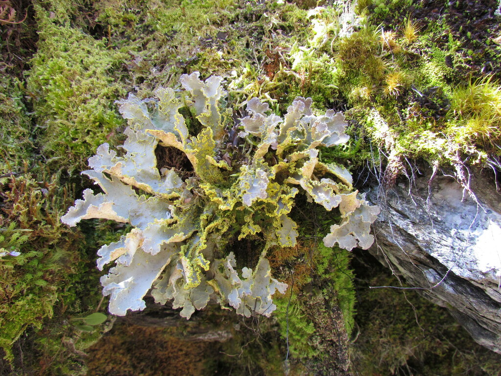 Lobariaceae from Queenstown-Lakes District, Otago, New Zealand on ...