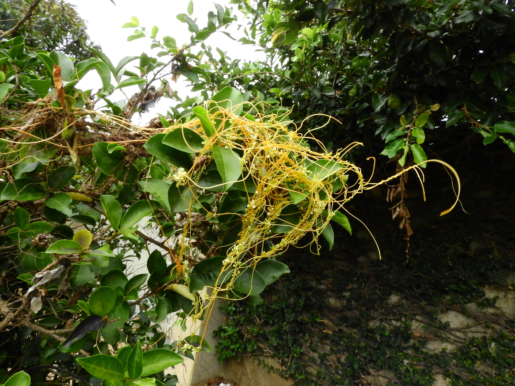 Cuscuta suaveolens Ser.