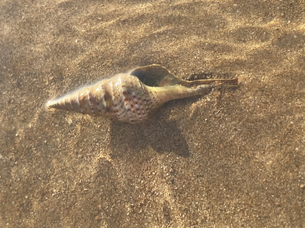 Turris crispa from Port Hedland, Western Australia, Australia on ...