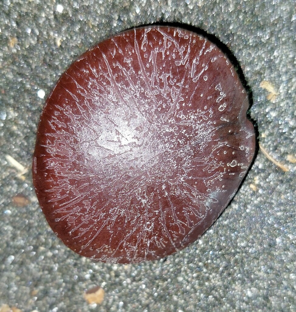 Matchbox Bean from Port Taranaki, New Plymouth 4310, New Zealand on ...