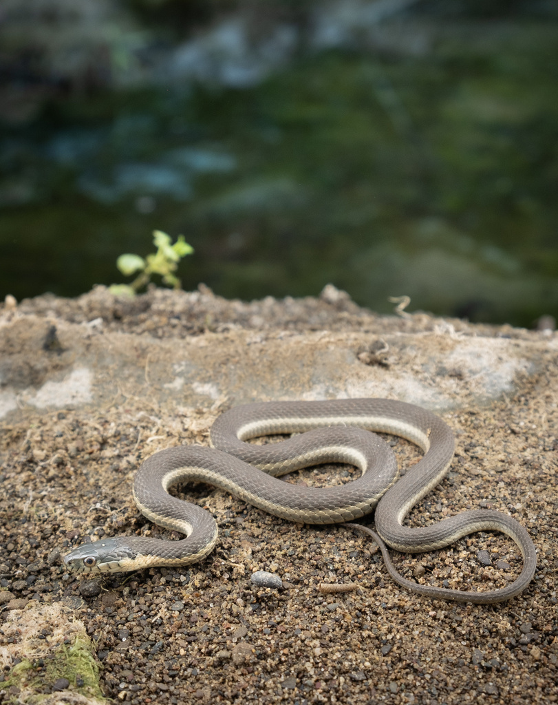 Two-striped Garter Snake in October 2023 by Ryan Singer · iNaturalist