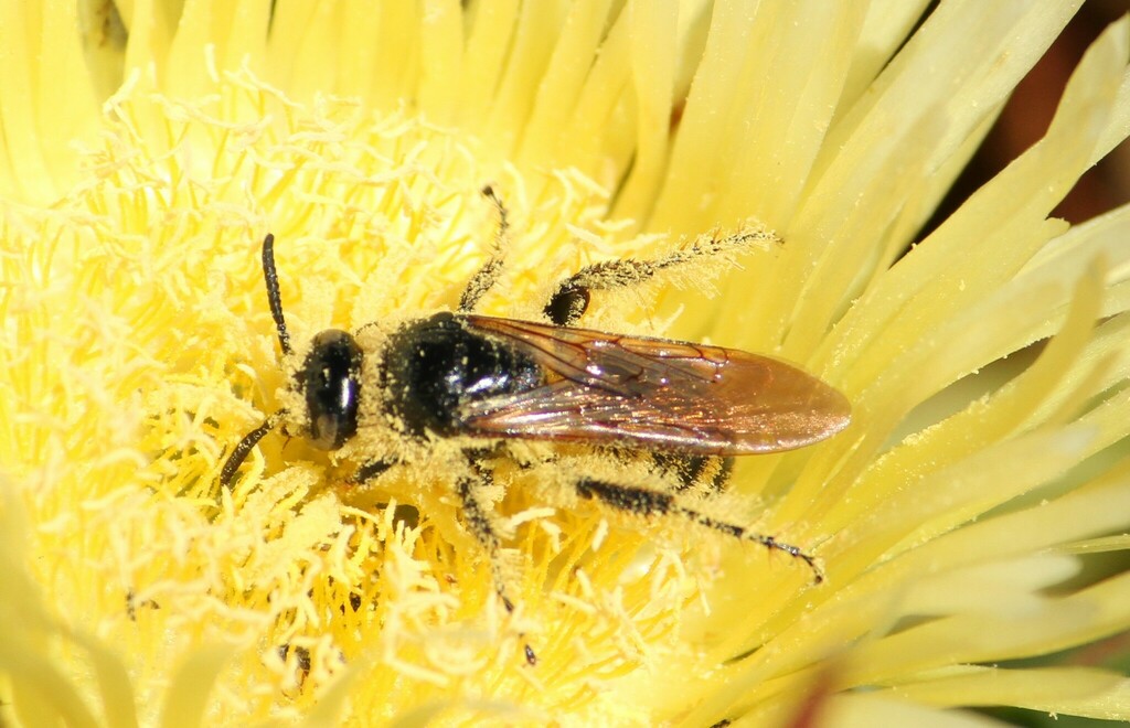 Ants, Bees, and Stinging Wasps from Brackenfell, Cape Town, South ...