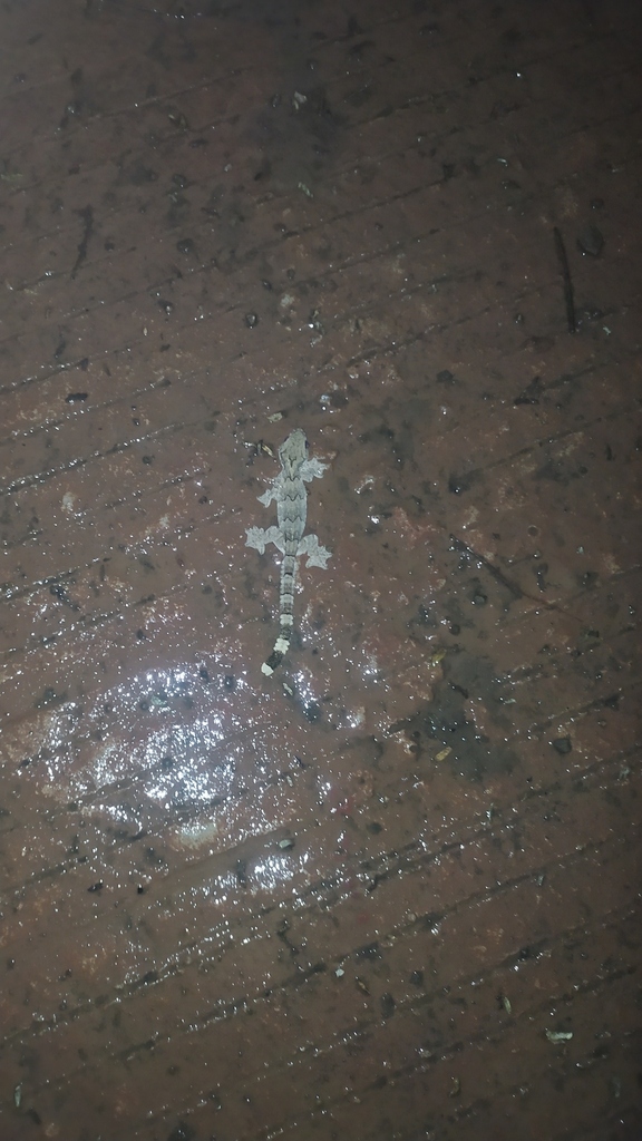 Mount Popa Gliding Gecko from Meiktila, Myanmar (Burma) on August 10 ...