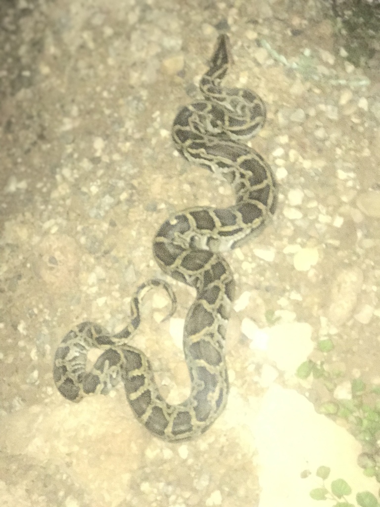 Burmese Python in May 2022 by Tin Myo Linn · iNaturalist