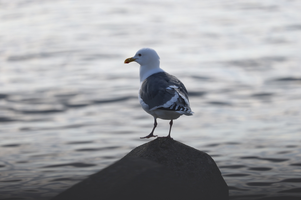 Slaty-backed Gull from Honcho, Rausu, Menashi District, Hokkaido 086 ...