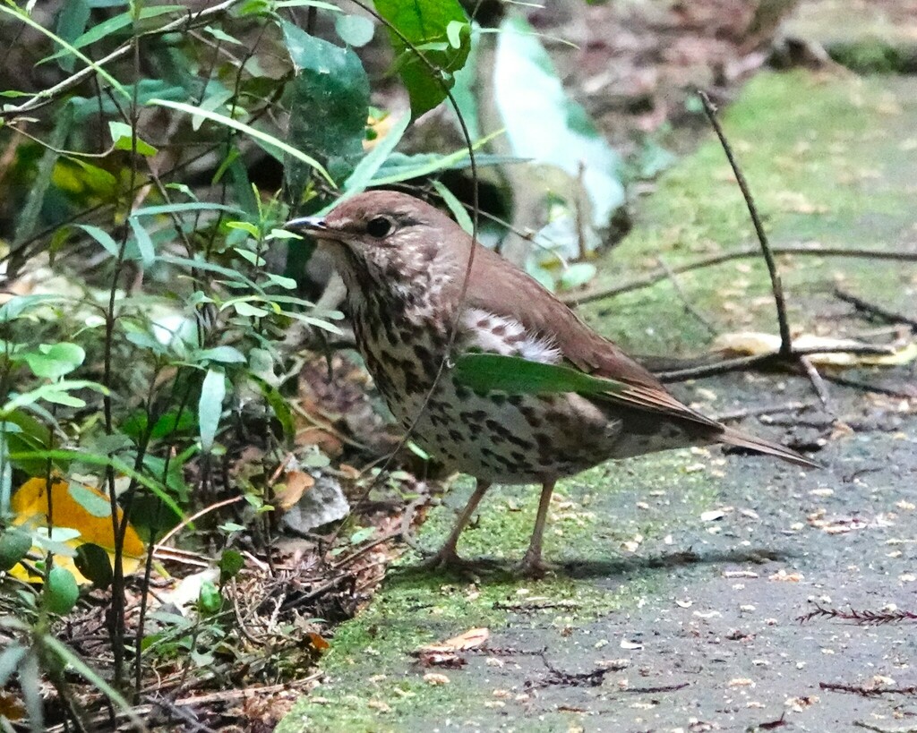 Western European Song Thrush from Fendalton, Christchurch, New Zealand ...