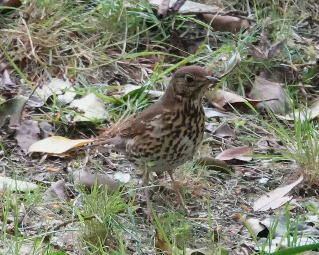 Western European Song Thrush from Fendalton, Christchurch, New Zealand ...