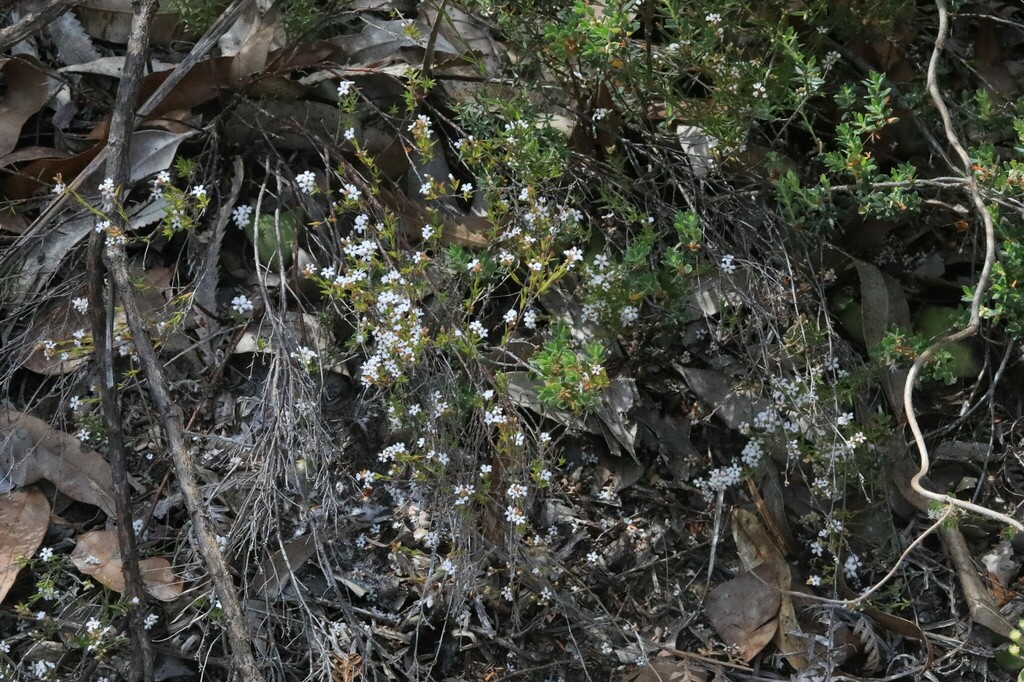 common beard-heath from Fingal Bay NSW 2315, Australia on October 4 ...