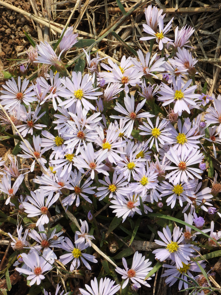 Sea Aster from Laoshan District, Qingdao, Shandong, China on October 31 ...