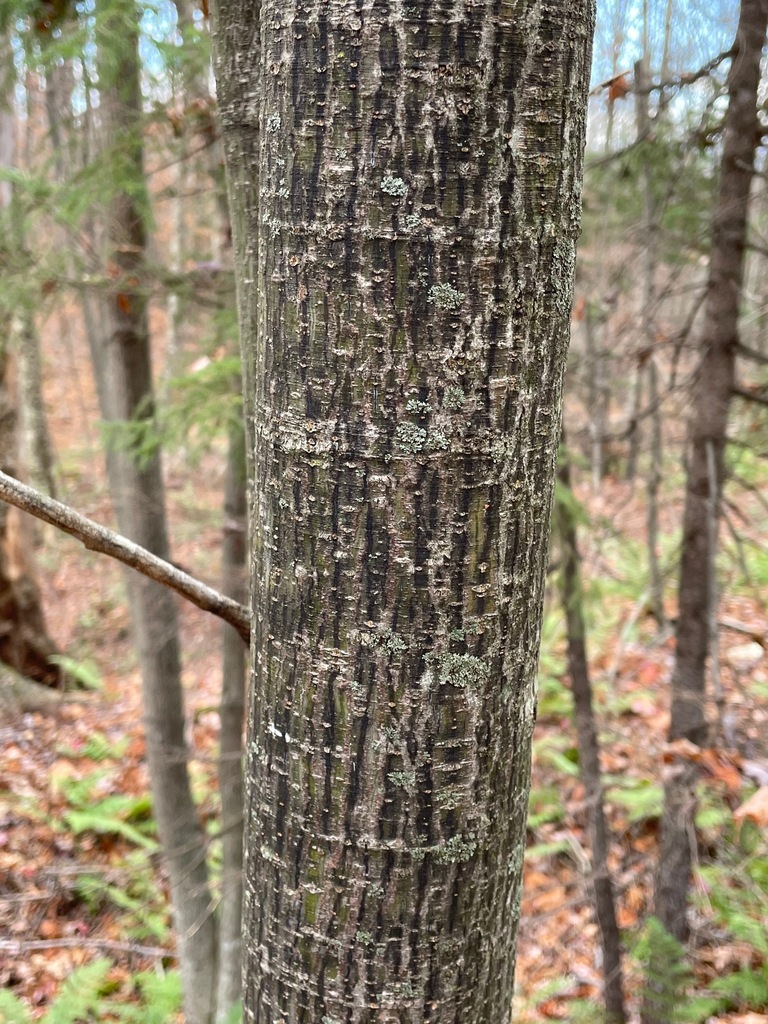 striped maple from Addison County, VT, USA on October 28, 2023 at 10:52 ...