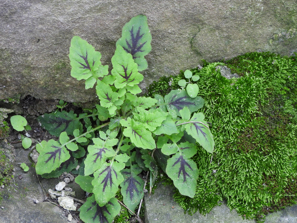 flowering plants from Beibei District, Chongqing, China on October 22 ...