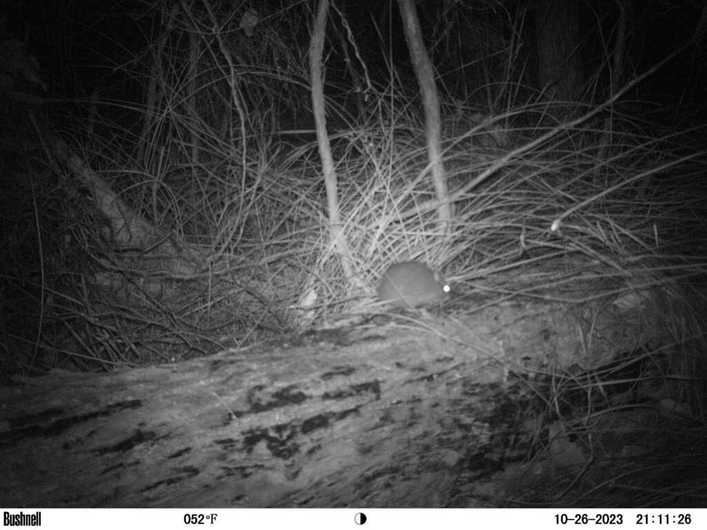Australian Bush Rat from Ocean Beach WA 6333, Australia on October 26 ...