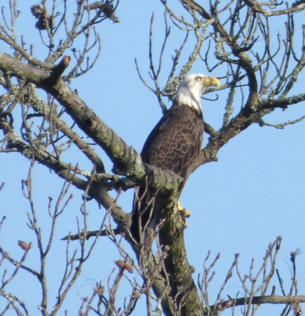 Bald Eagle from Georgetown County, SC, USA on October 30, 2023 at 04:32 ...