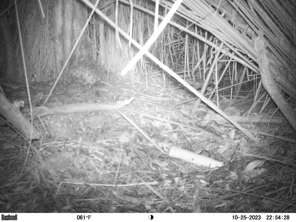 Australian Bush Rat from Ocean Beach WA 6333, Australia on October 25 ...