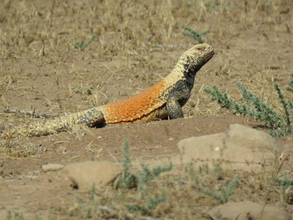 Mesopotamian Spiny-tailed Lizard from Ahvaz, Khuzestan Province, Iran ...