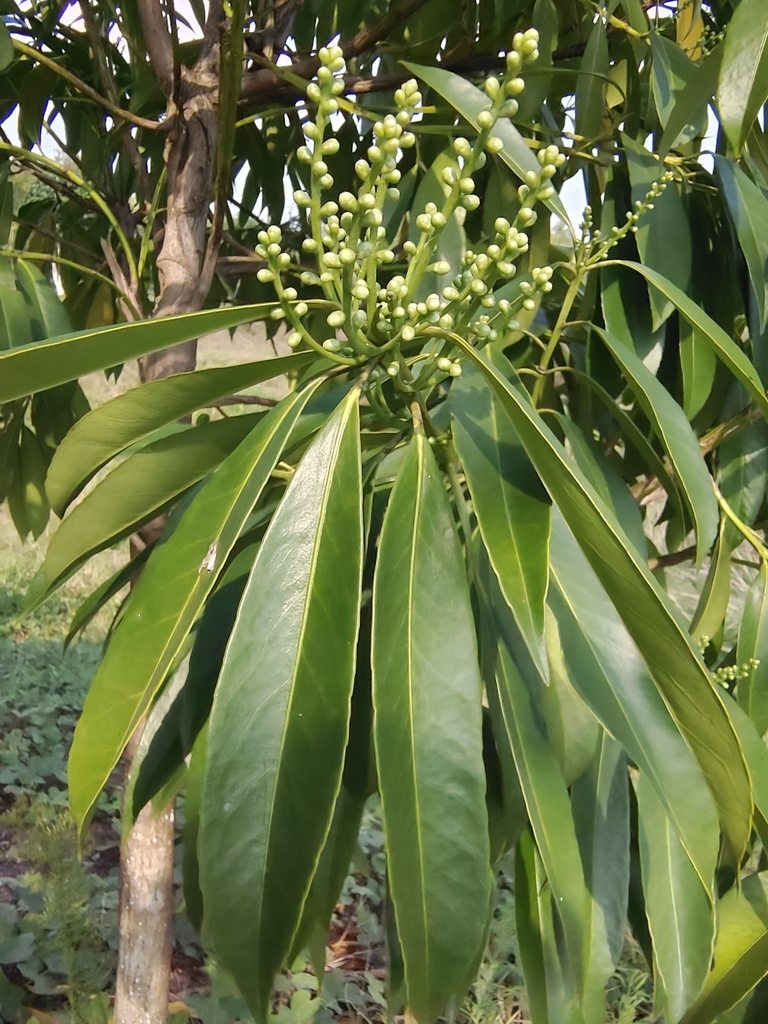 Symplocos lucida from Fuzhou, CN-JX, CN on October 31, 2023 at 01:56 PM ...