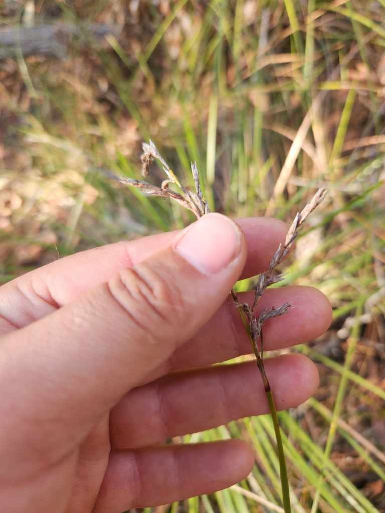 variable sword-sedge from Rules Beach QLD 4674, Australia on October 30 ...