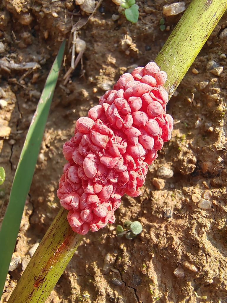 Channeled Apple Snail from Fuzhou, CN-JX, CN on October 31, 2023 at 02: ...