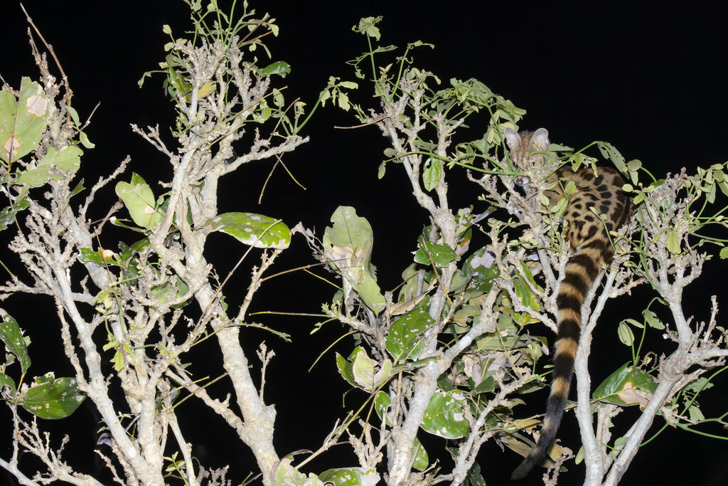 Rusty-spotted Genet from Kilosa, Tansania on October 23, 2023 at 10:06 ...