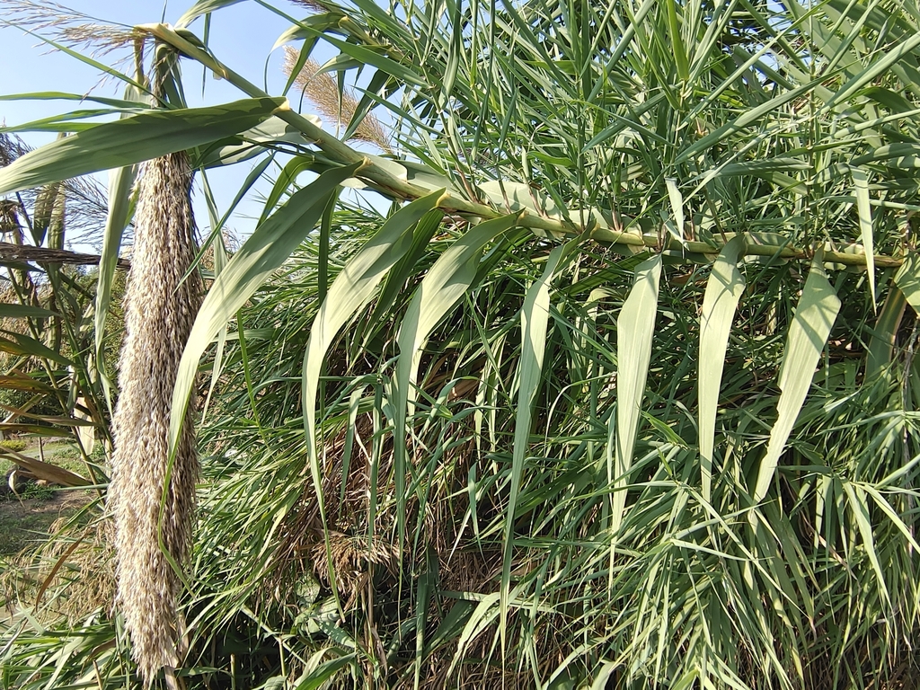 giant reed from Fuzhou, CN-JX, CN on October 31, 2023 at 02:04 PM by ...