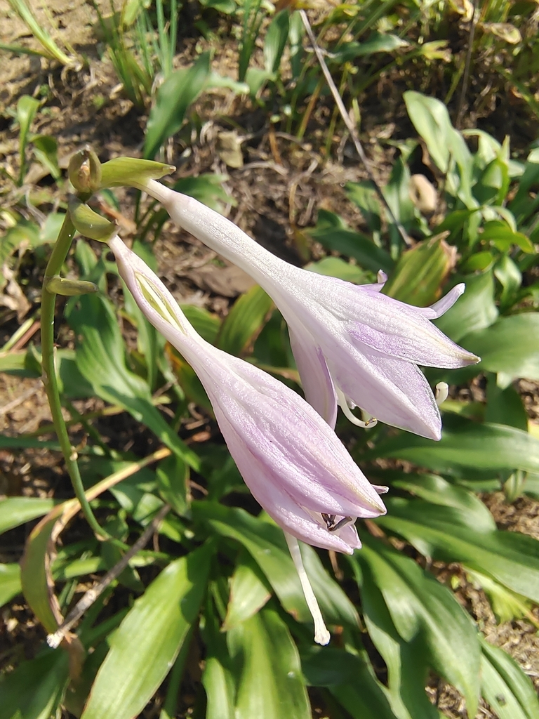 Small-leaved Plantain Lily from Fuzhou, CN-JX, CN on October 31, 2023 ...
