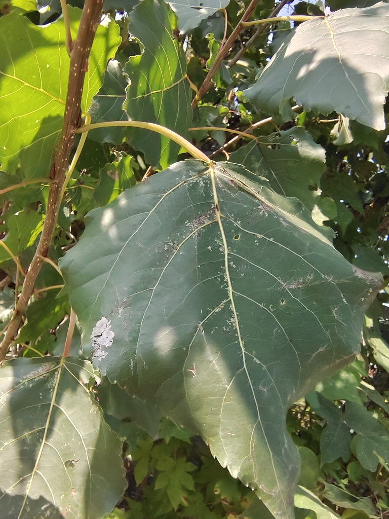 Chinese aspen from Fuzhou, CN-JX, CN on October 31, 2023 at 02:26 PM by ...