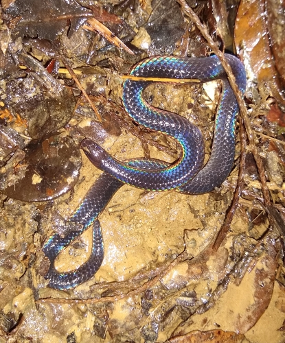 Schmidt's Reed Snake (Calamaria schmidti) · iNaturalist United Kingdom