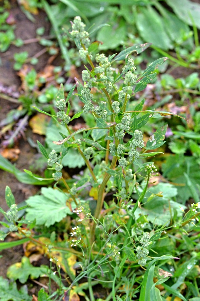 Common Lambsquarters from 293 01 Mladá Boleslav-Mladá Boleslav 1, Česko ...