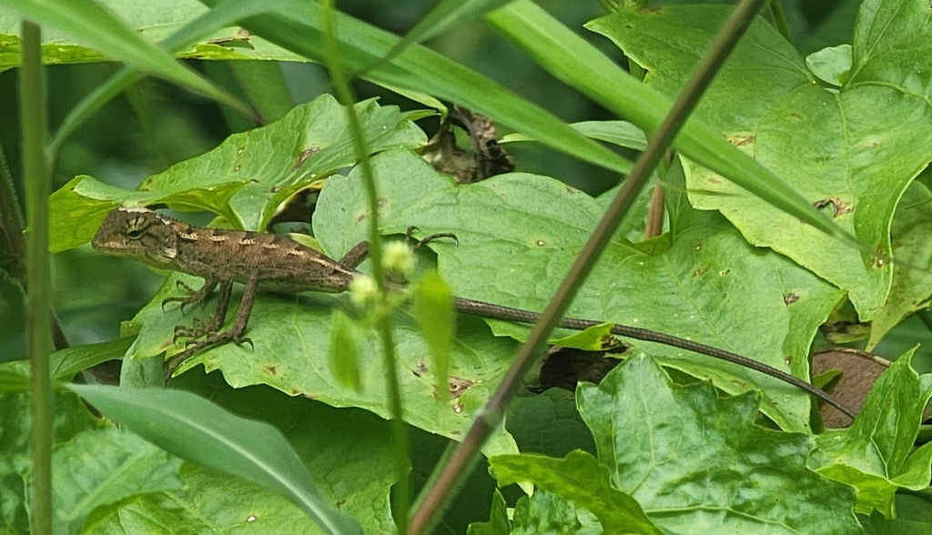 Oriental Forest Lizards from Hainan, CN-HA, CN on October 31, 2023 at ...