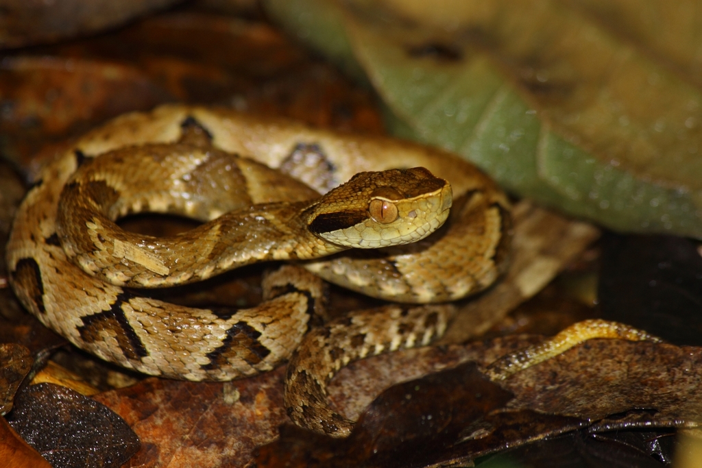 Yarará Lancehead (Bothrops jararaca) - Snakes and Lizards