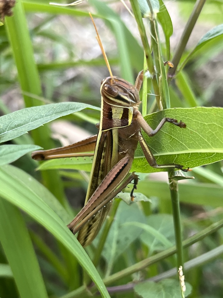 Bombay Locust in October 2023 by Nakatada Wachi · iNaturalist