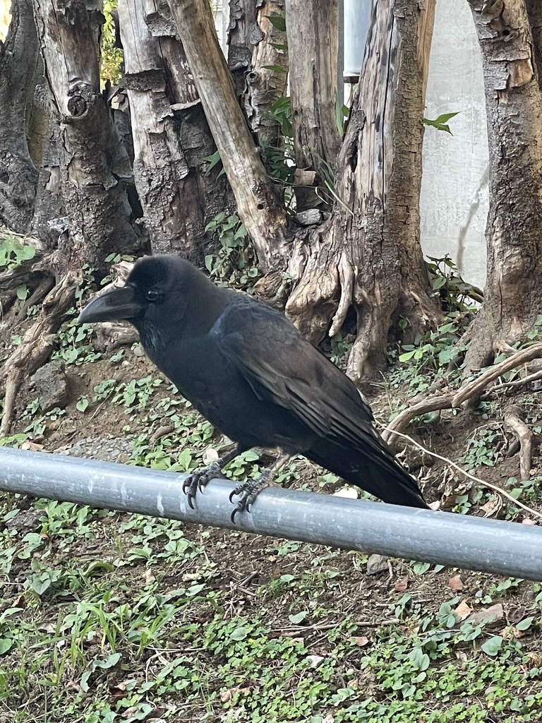 Japanese Crow from Tokyo University of Marine Science and Technology ...