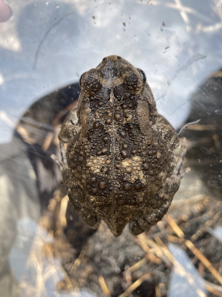 African Toads from Nkhotakota, MW on October 31, 2023 at 11:44 AM by ...
